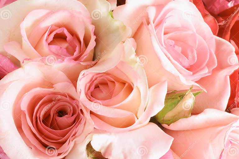 Pink Roses stock photo. Image of still, love, symbol - 20160934