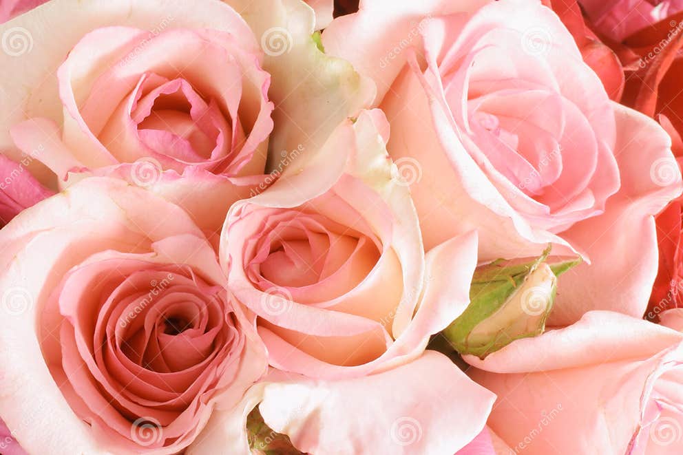 Pink Roses stock photo. Image of still, love, symbol - 20160934