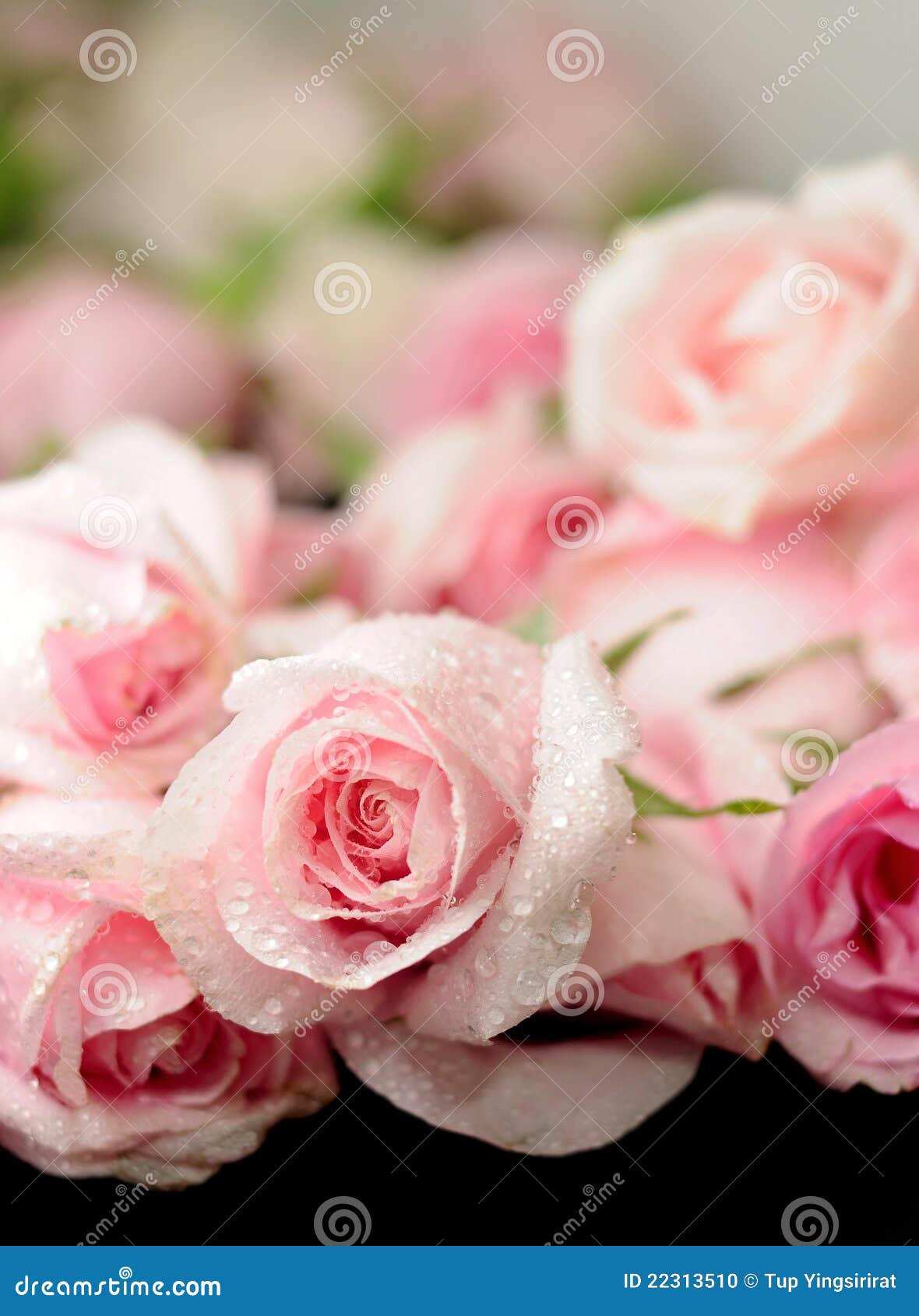 Pink roses stock photo. Image of valentine, fresh, relationship - 22313510