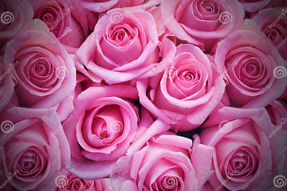 Pink roses stock photo. Image of background, flower, gift - 22743170