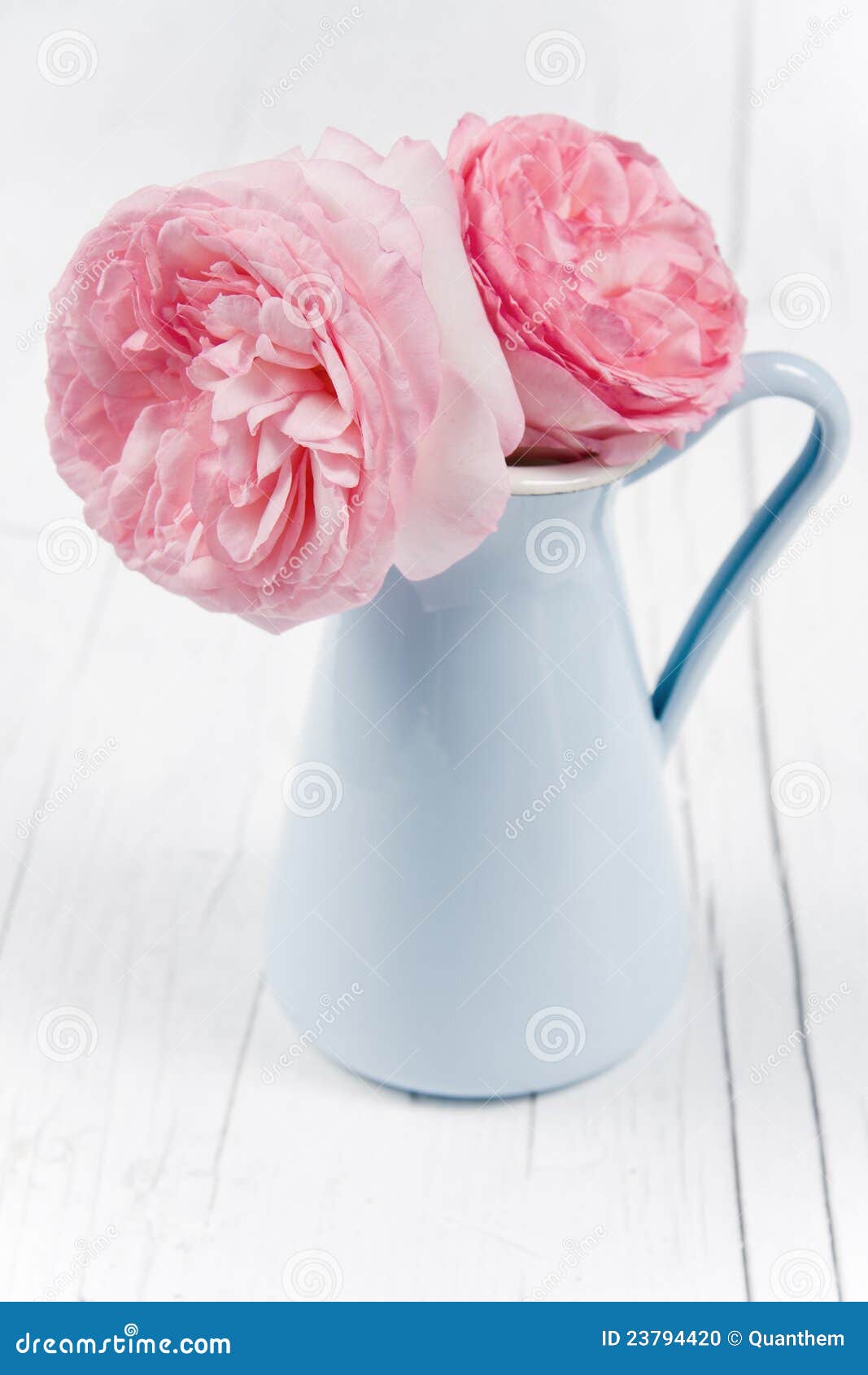 Pink roses stock photo. Image of vase, pink, arrangement - 23794420
