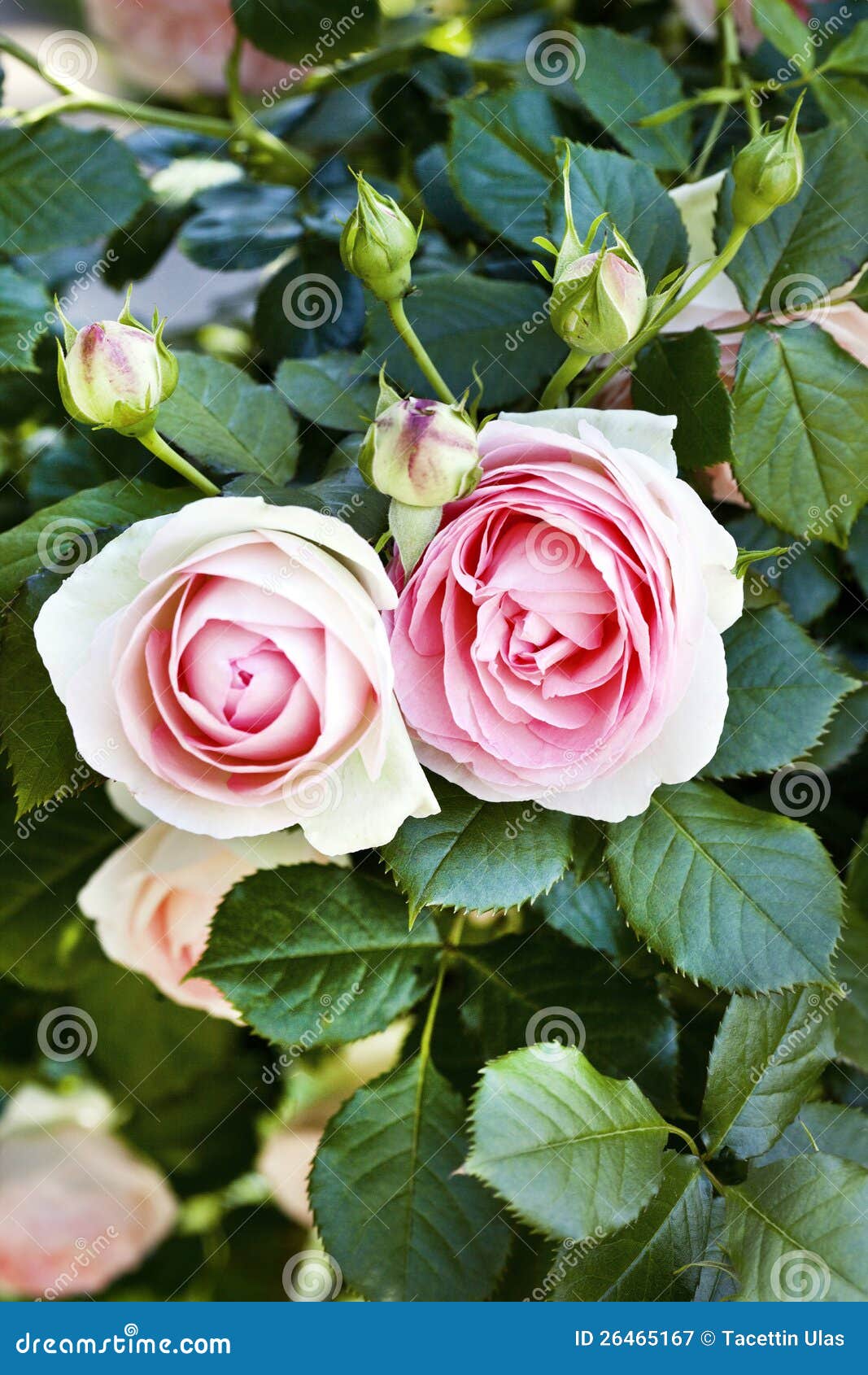 Pink roses stock image. Image of feeling, bloom, flora - 26465167