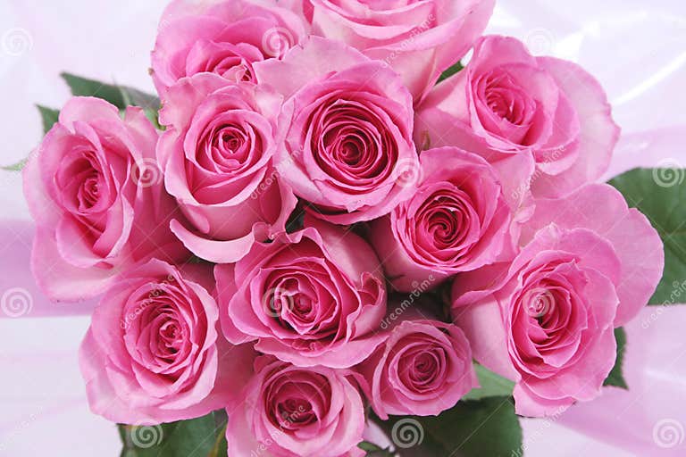 Pink Roses stock photo. Image of flowers, present, gift - 2743024