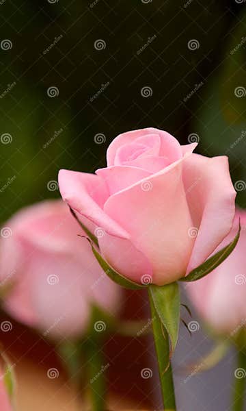 Pink roses stock image. Image of events, bouquet, bright - 2812025