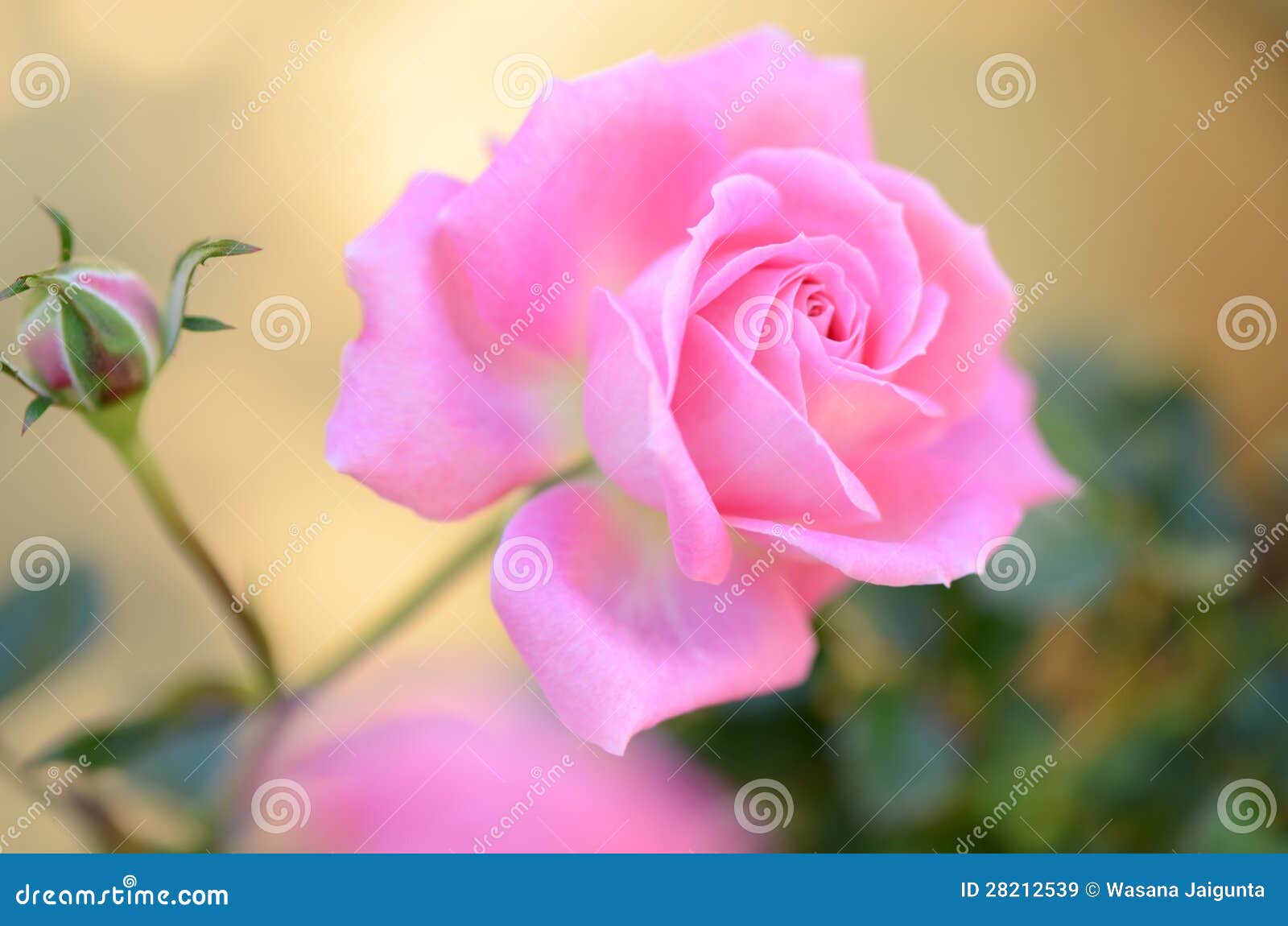 138 Pui Closeup Stock Photos - Free & Royalty-Free Stock Photos from ...