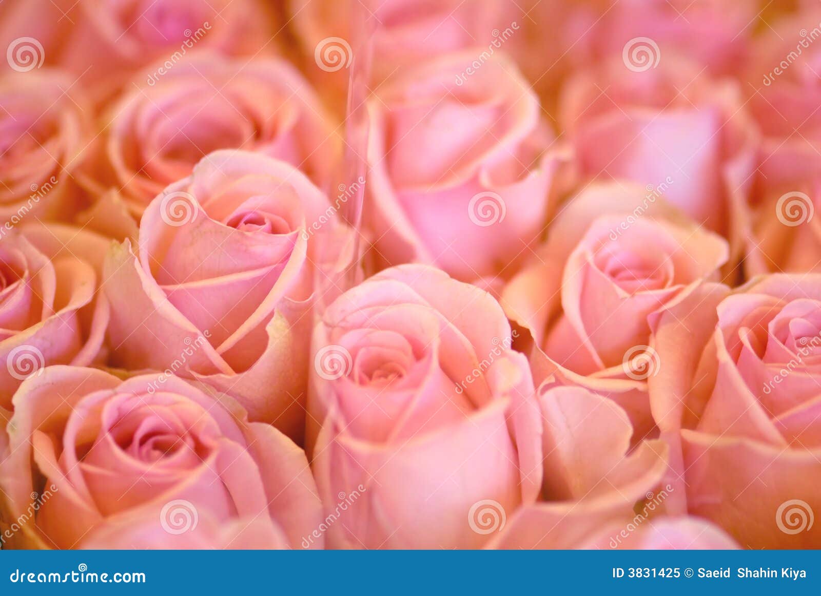 Pink roses stock image. Image of isolated, florist, organic - 3831425