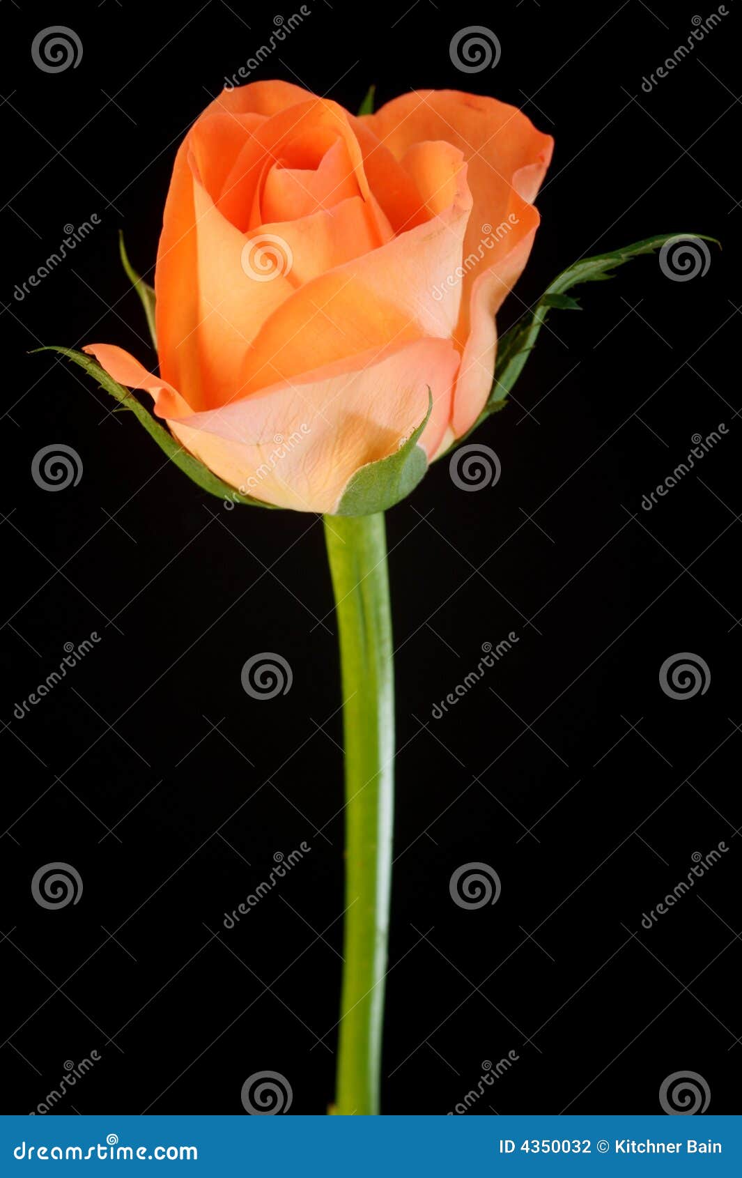 Pink Roses stock photo. Image of stem, romantic, flora - 4350032