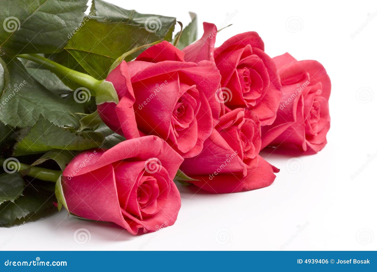 Pink roses stock photo. Image of fascination, celebration - 4939406