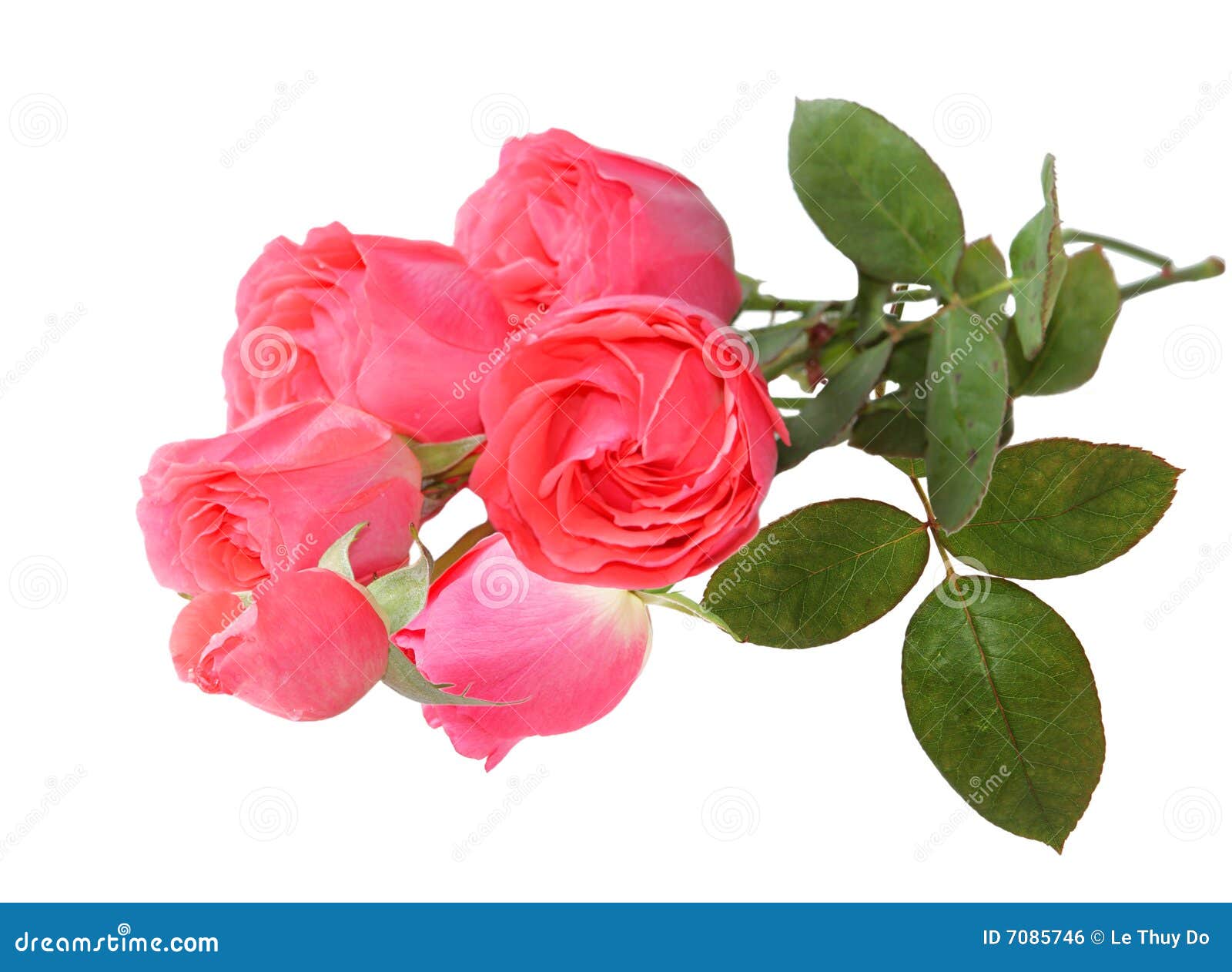Pink roses stock photo. Image of color, beauty, nature - 7085746