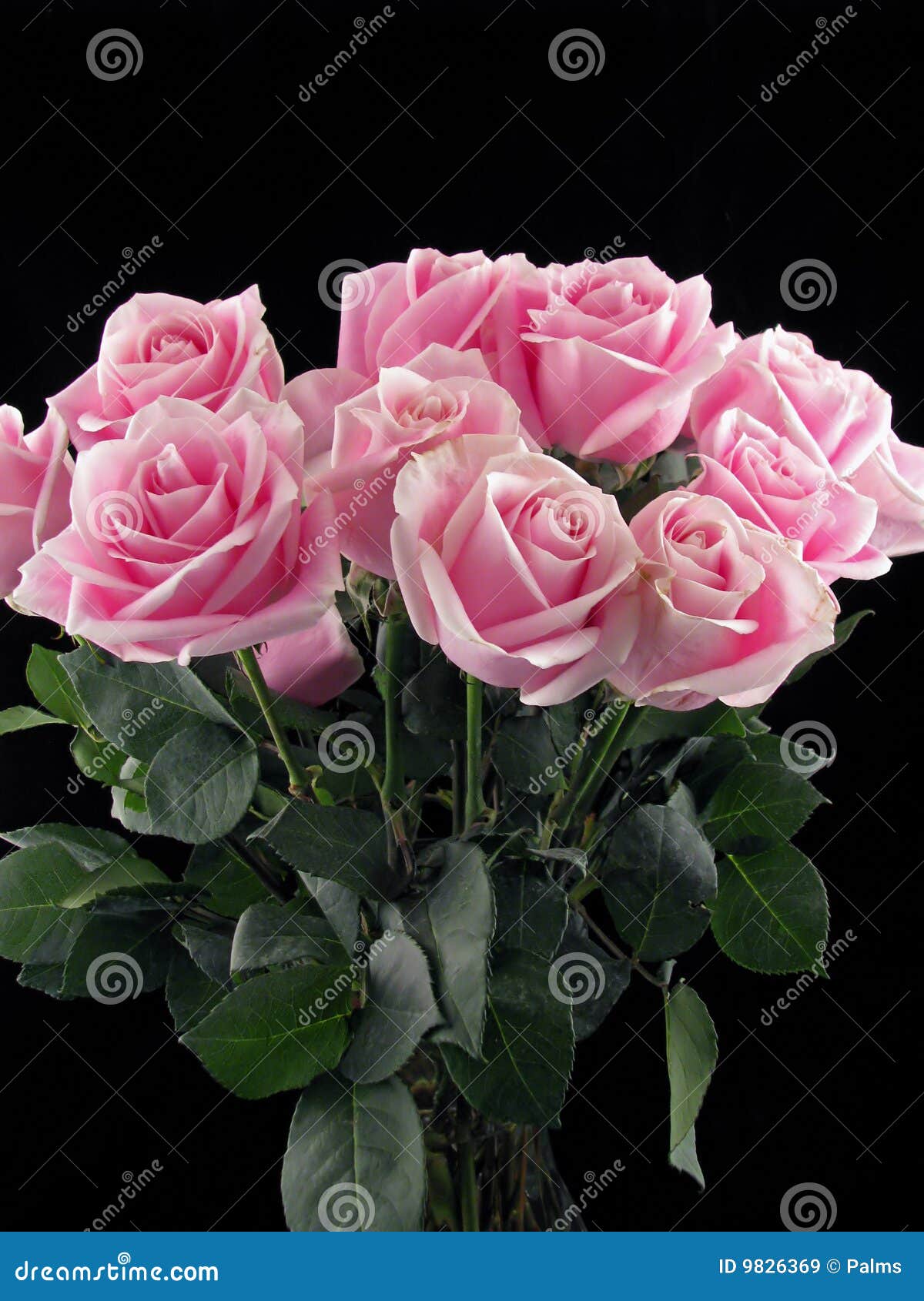 Funerals Pink Roses Borders Stock Photos - Free & Royalty-Free Stock ...