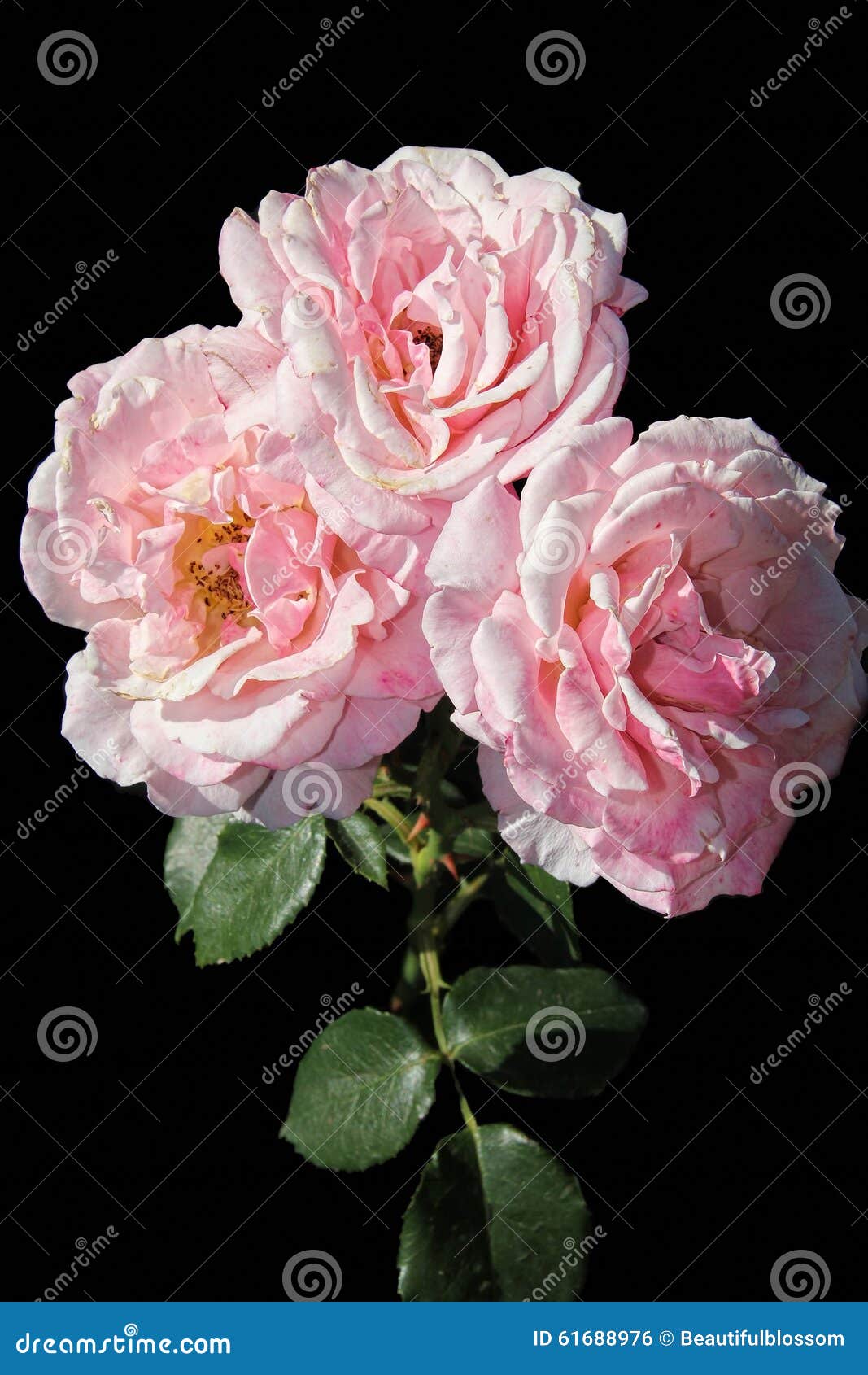 Pink roses stock photo. Image of garden, dark, black - 61688976