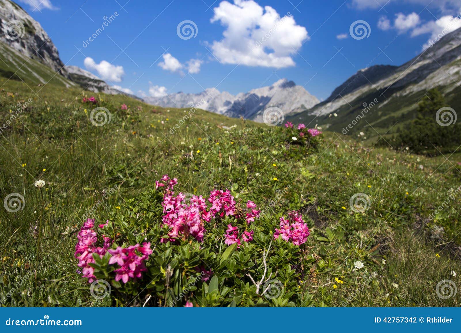 Pink roses in the alps stock photo. Image of rose, bush - 42757342