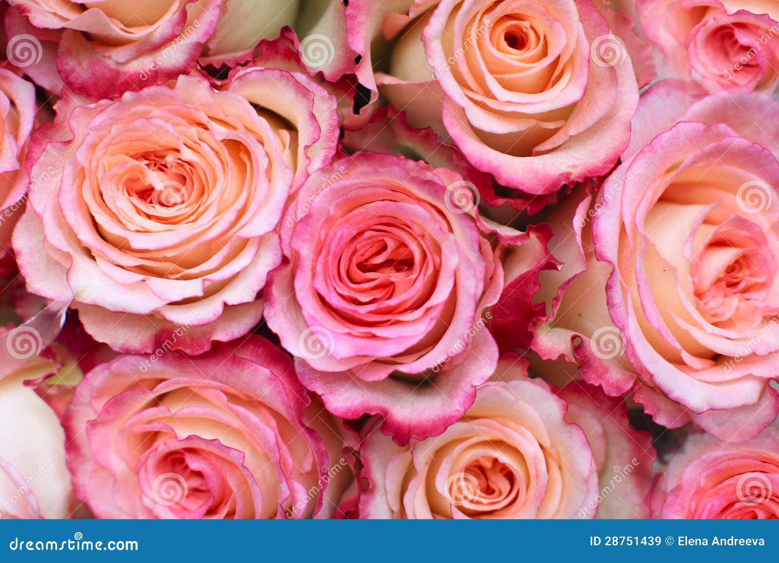 Pink roses background stock image. Image of color, arrangement - 28751439