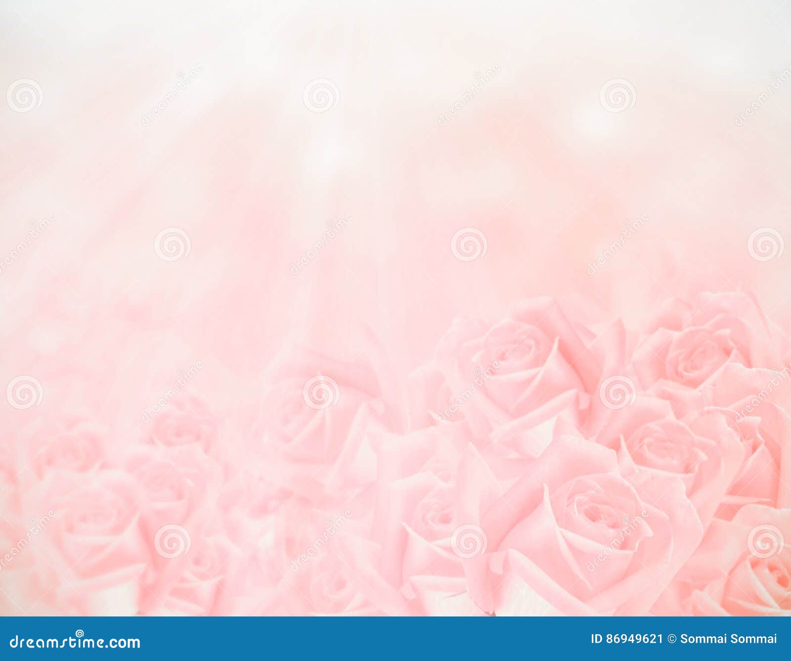 Pink roses background stock image. Image of pink, floral - 86949621