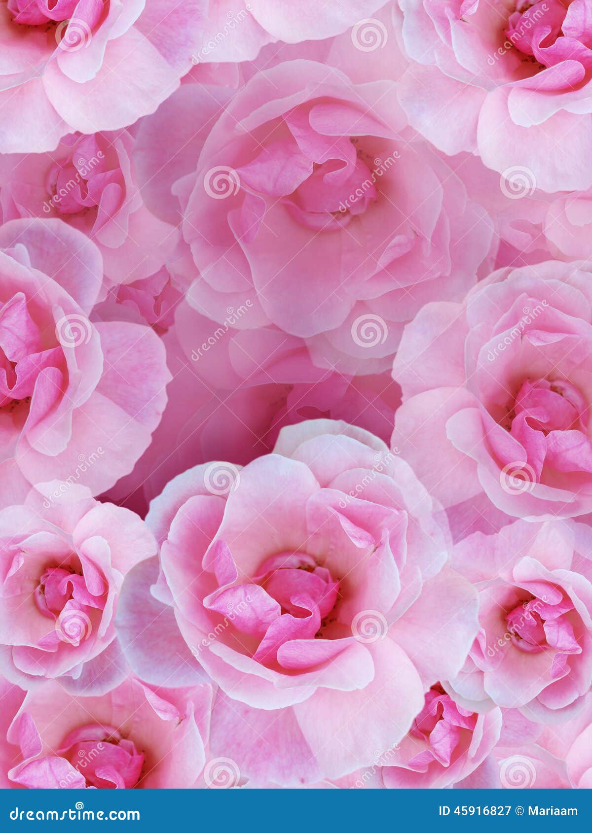 Pink roses background stock image. Image of seasonal - 45916827