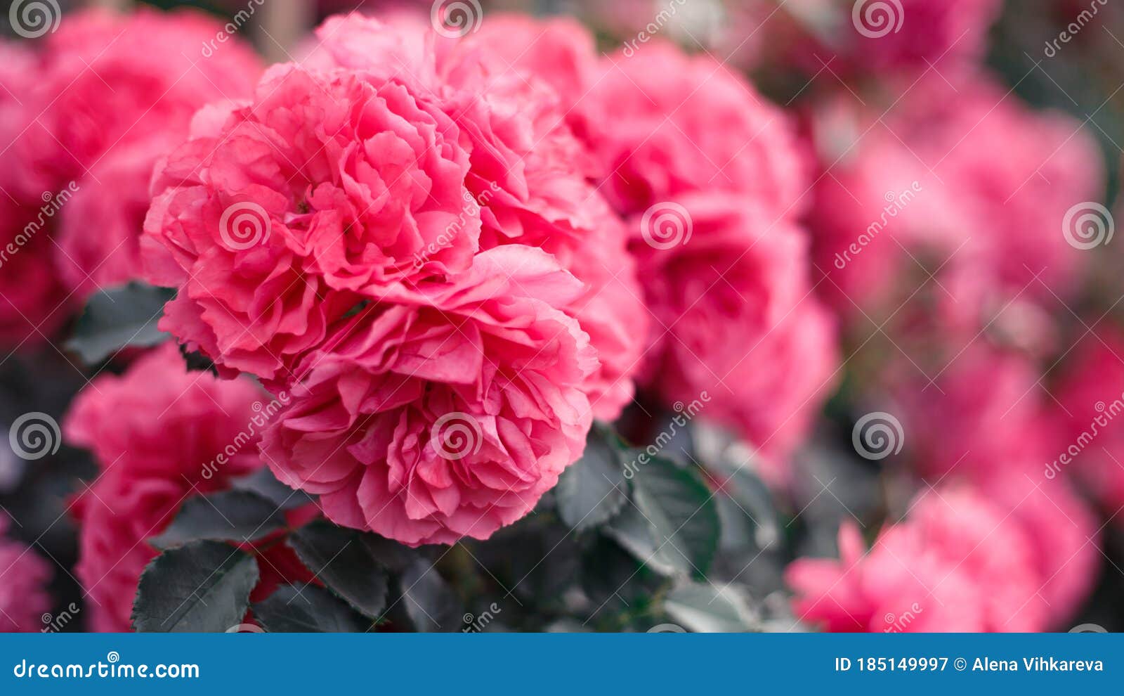 Pink Roses. Background of Blooming Roses. Garden of Roses. Nature Stock ...