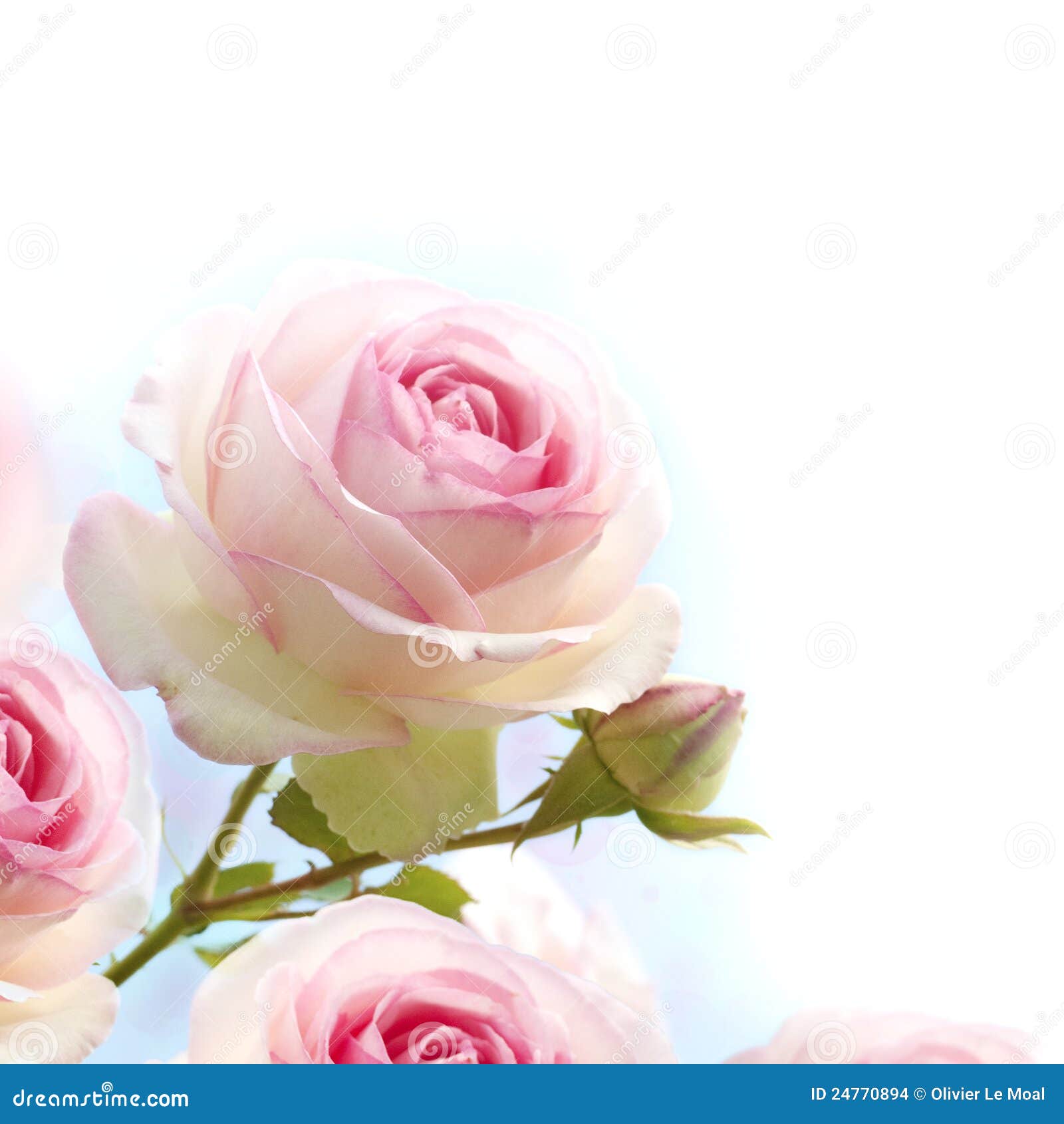 Pink Roses Background, Floral Border Stock Photo - Image of garden ...