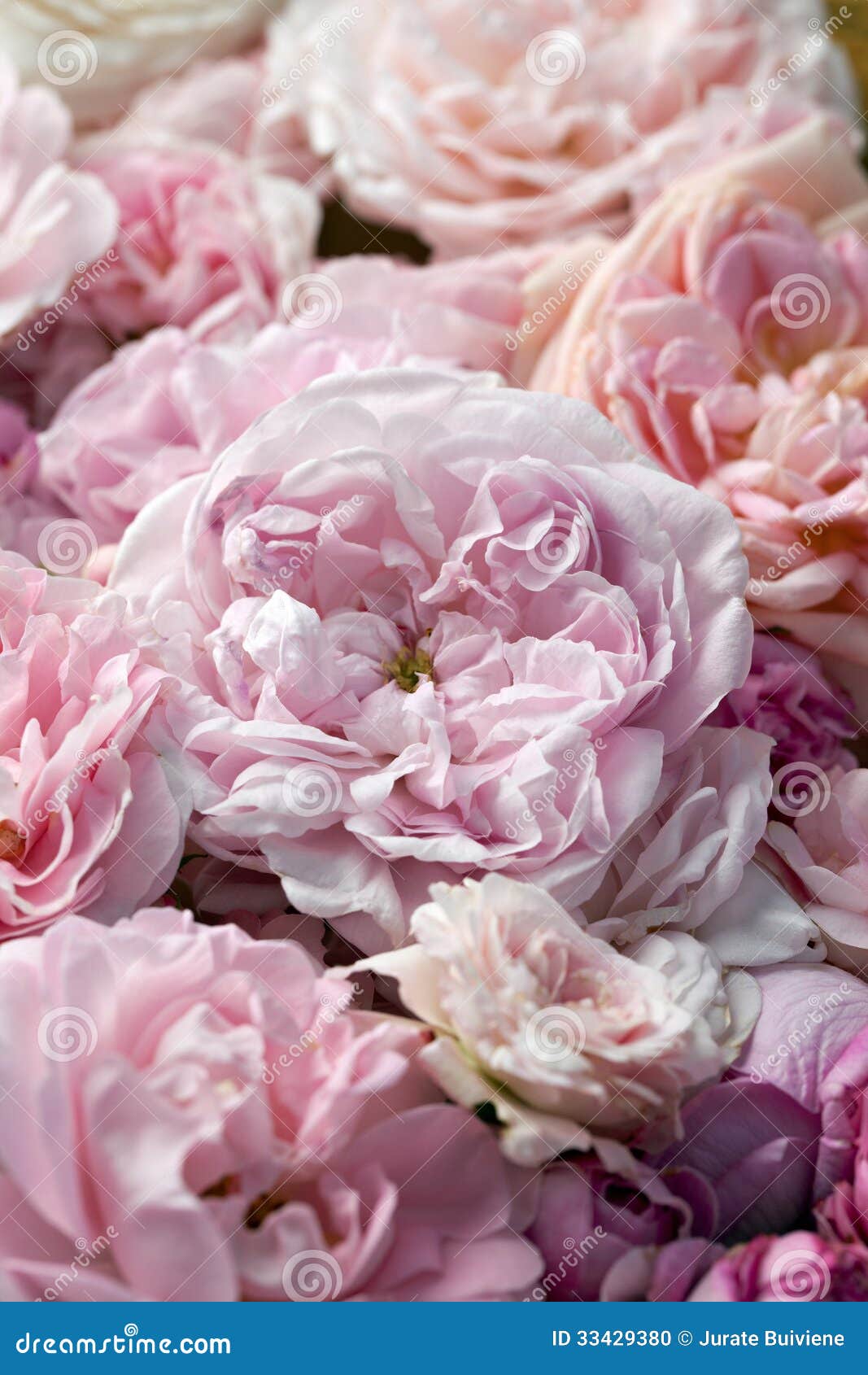 Pink roses. stock photo. Image of botanical, flowers - 33429380