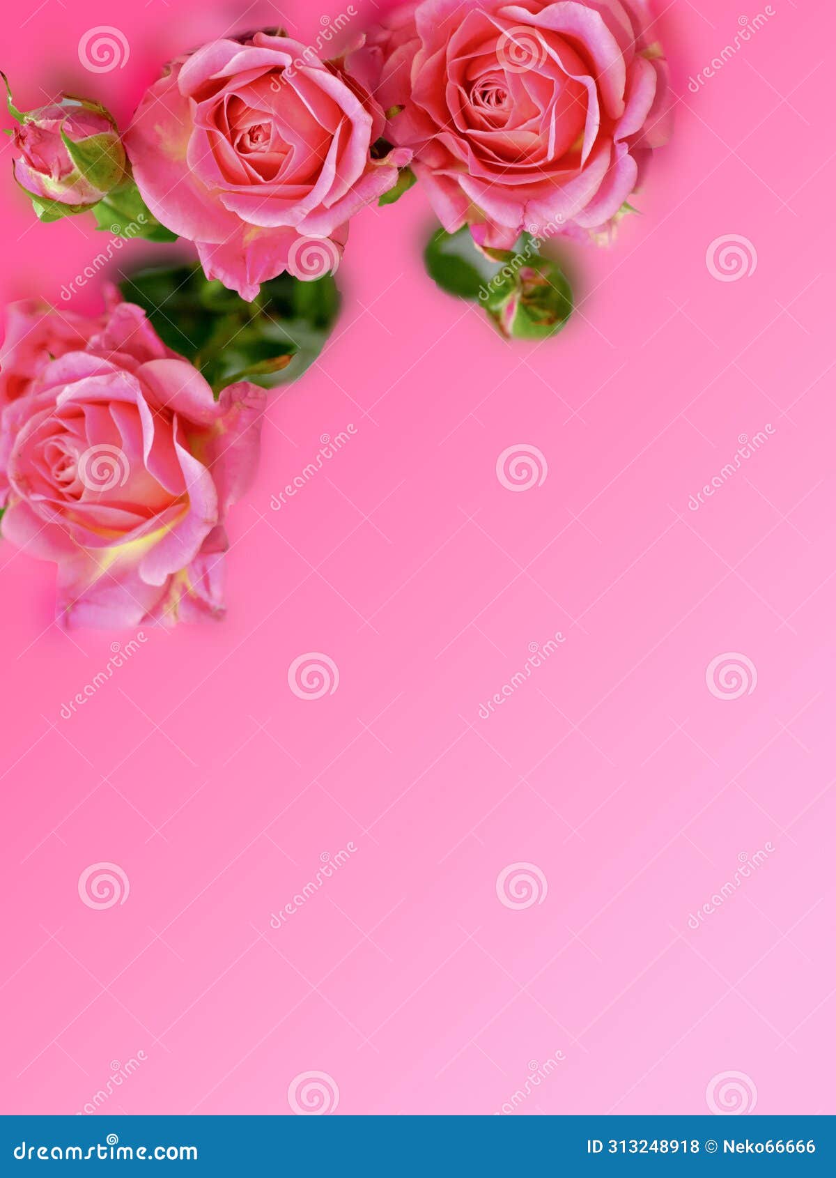Pink Roses on a Pink Background with a Gradient Stock Photo - Image of ...