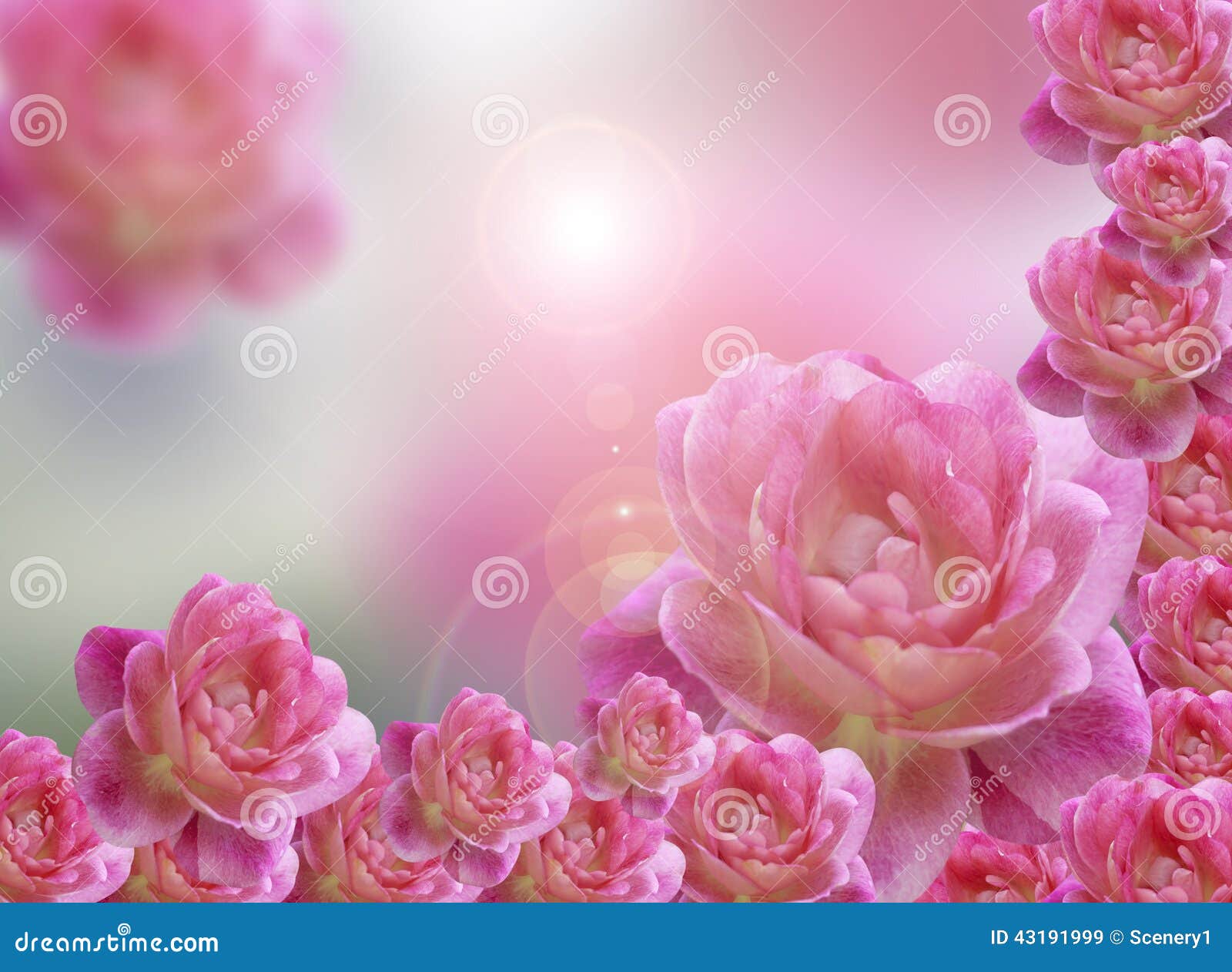 Pink roses background stock image. Image of flower, macro - 43191999