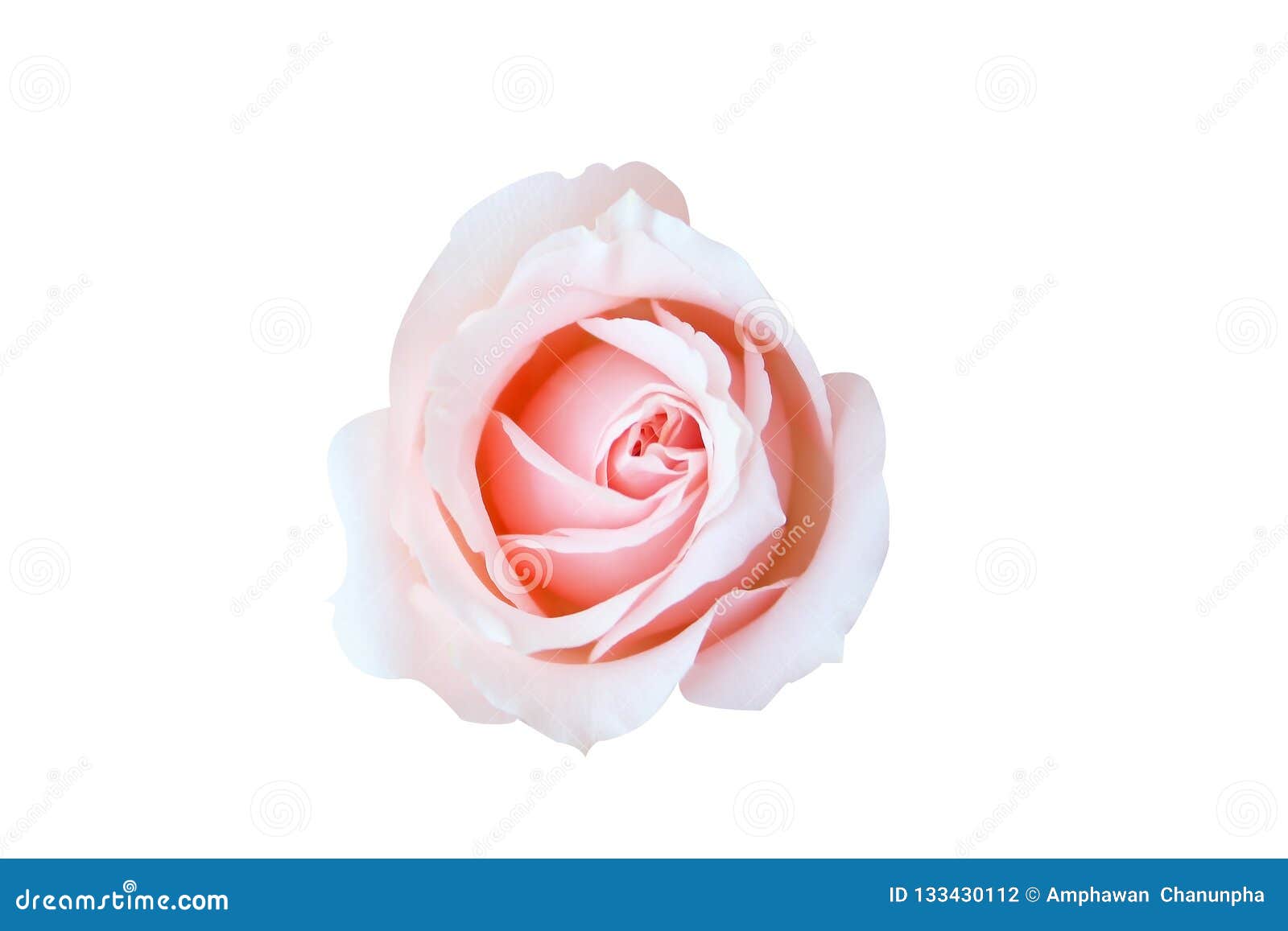Pink Roses Background ,Top View Isolate Beautiful Pink Rose on White ...