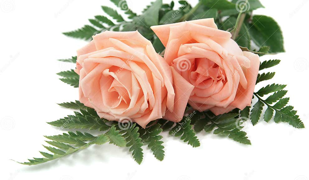 Pink Roses Background on White Stock Photo - Image of romance, rose ...