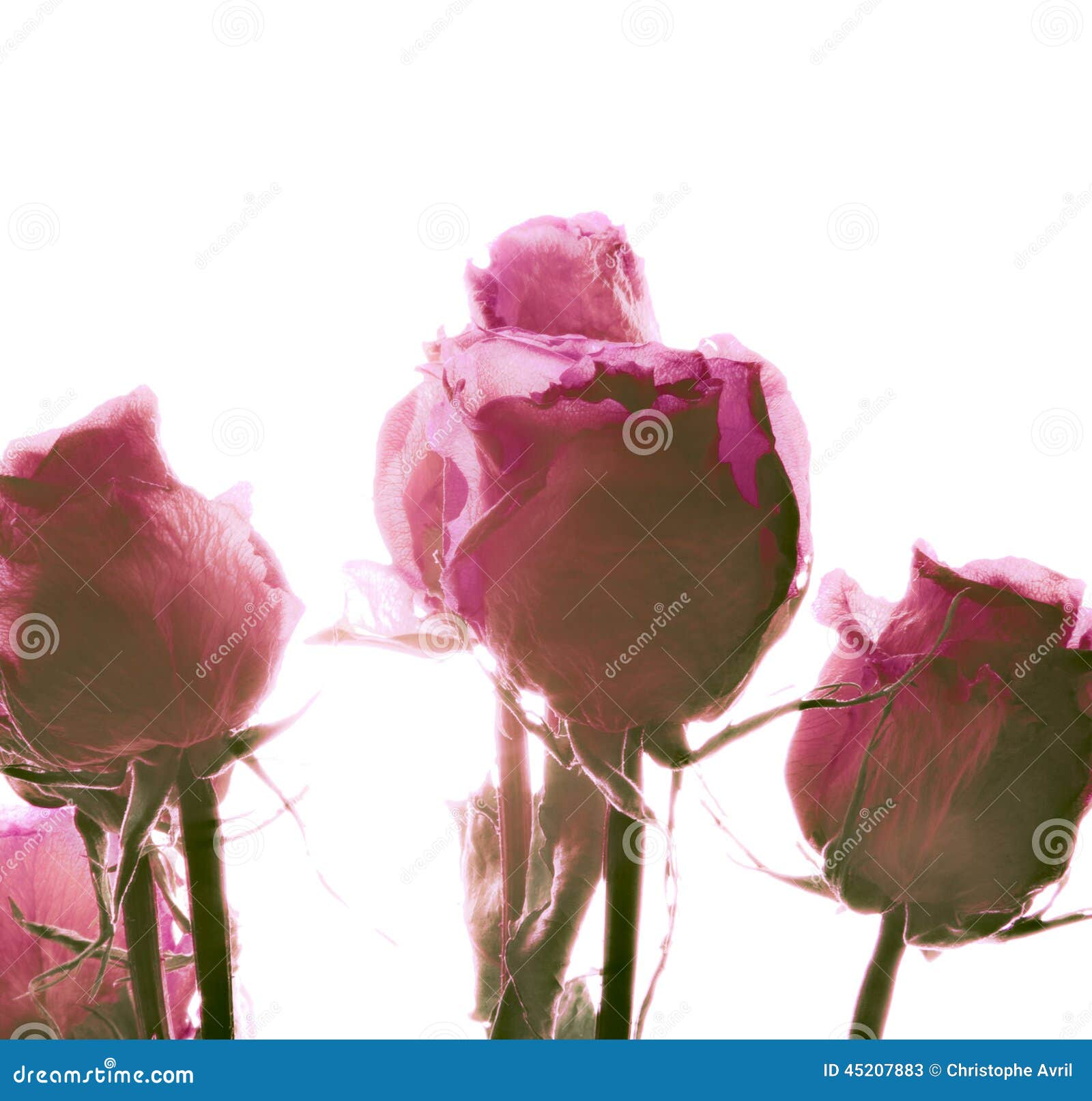 Pink Roses stock image. Image of roses, valentine, backlight - 45207883