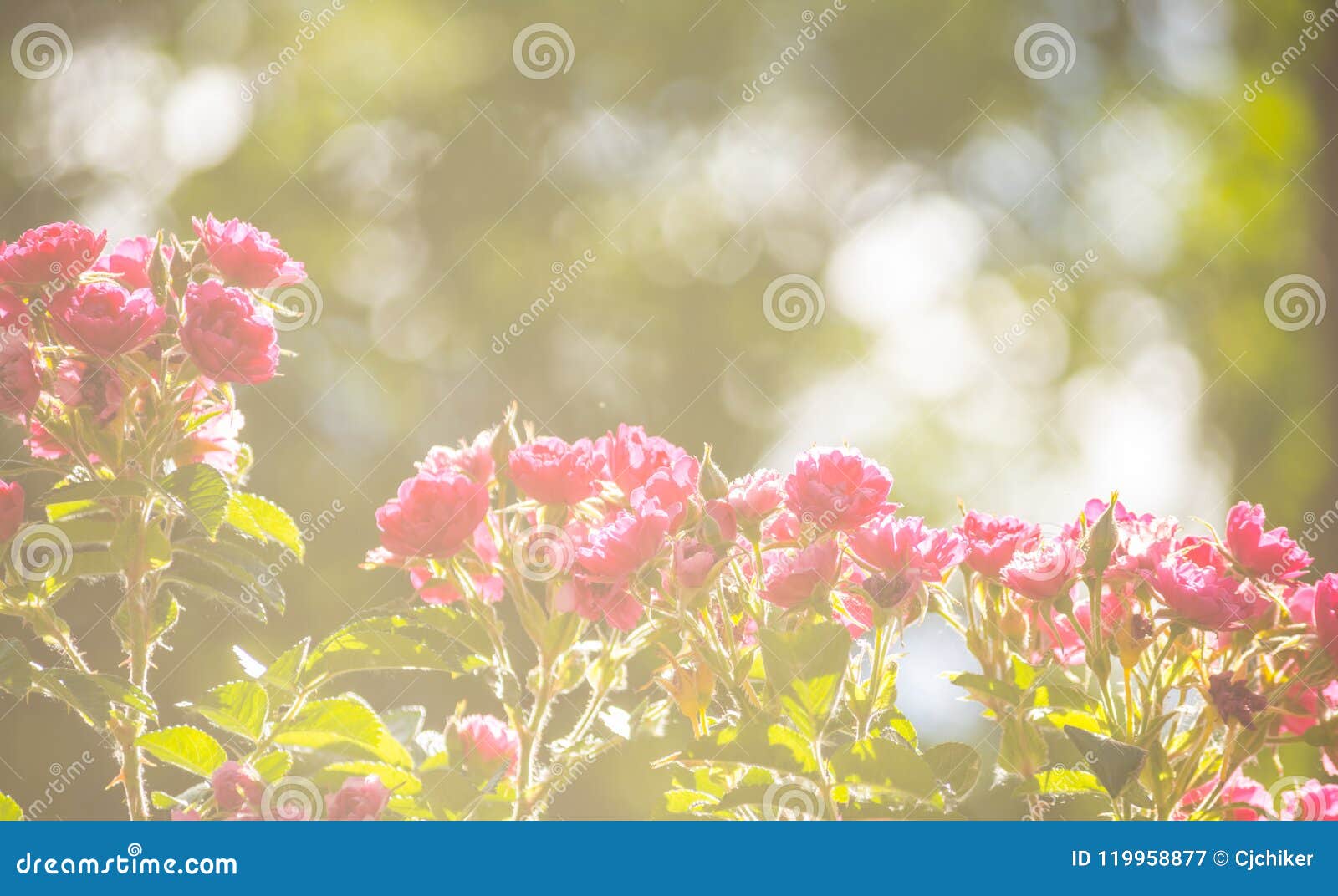 Pink Roses Backlit with Sunshine Stock Image - Image of petals, nature ...