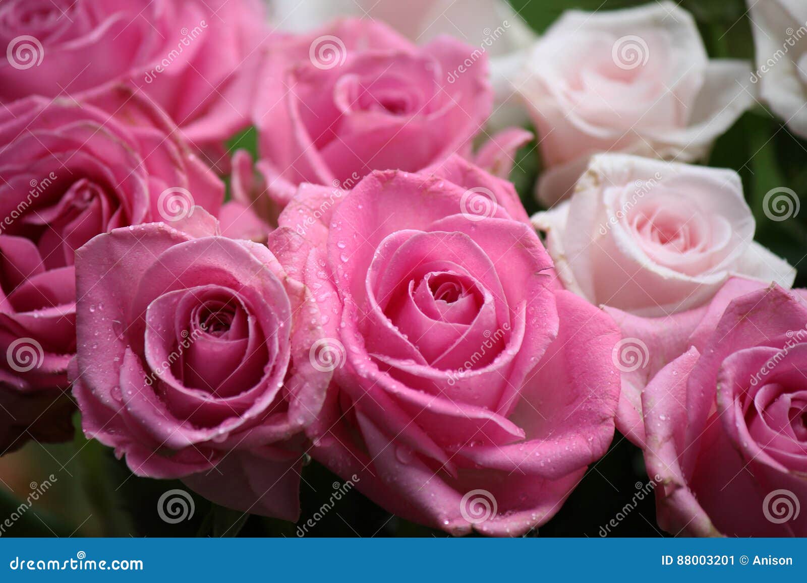 Pink roses stock image. Image of beauty, roses, garden - 88003201