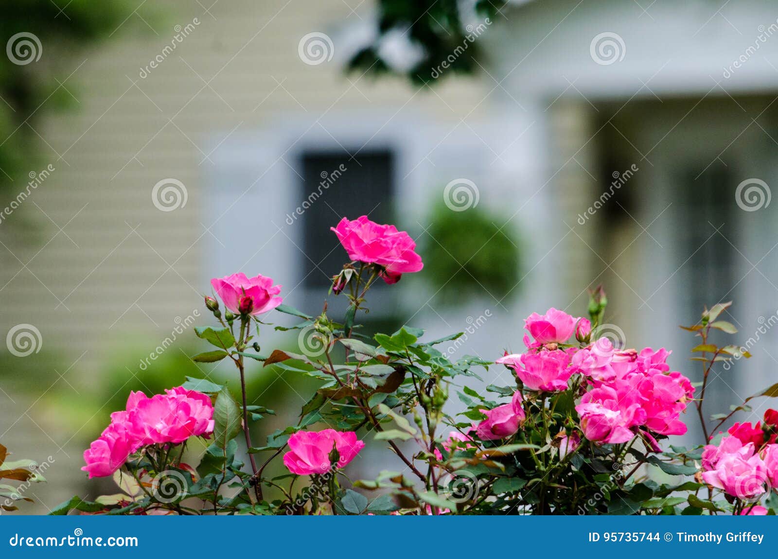 Pink roses stock photo. Image of growth, outdoors, gardening - 95735744