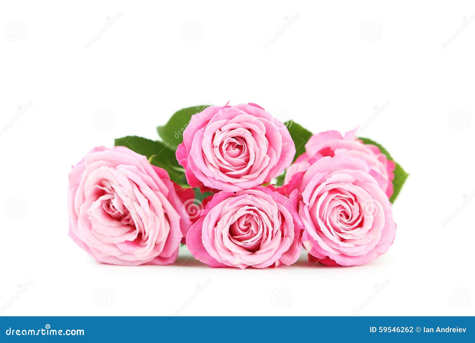 Pink roses stock photo. Image of isolated, fragility - 59546262