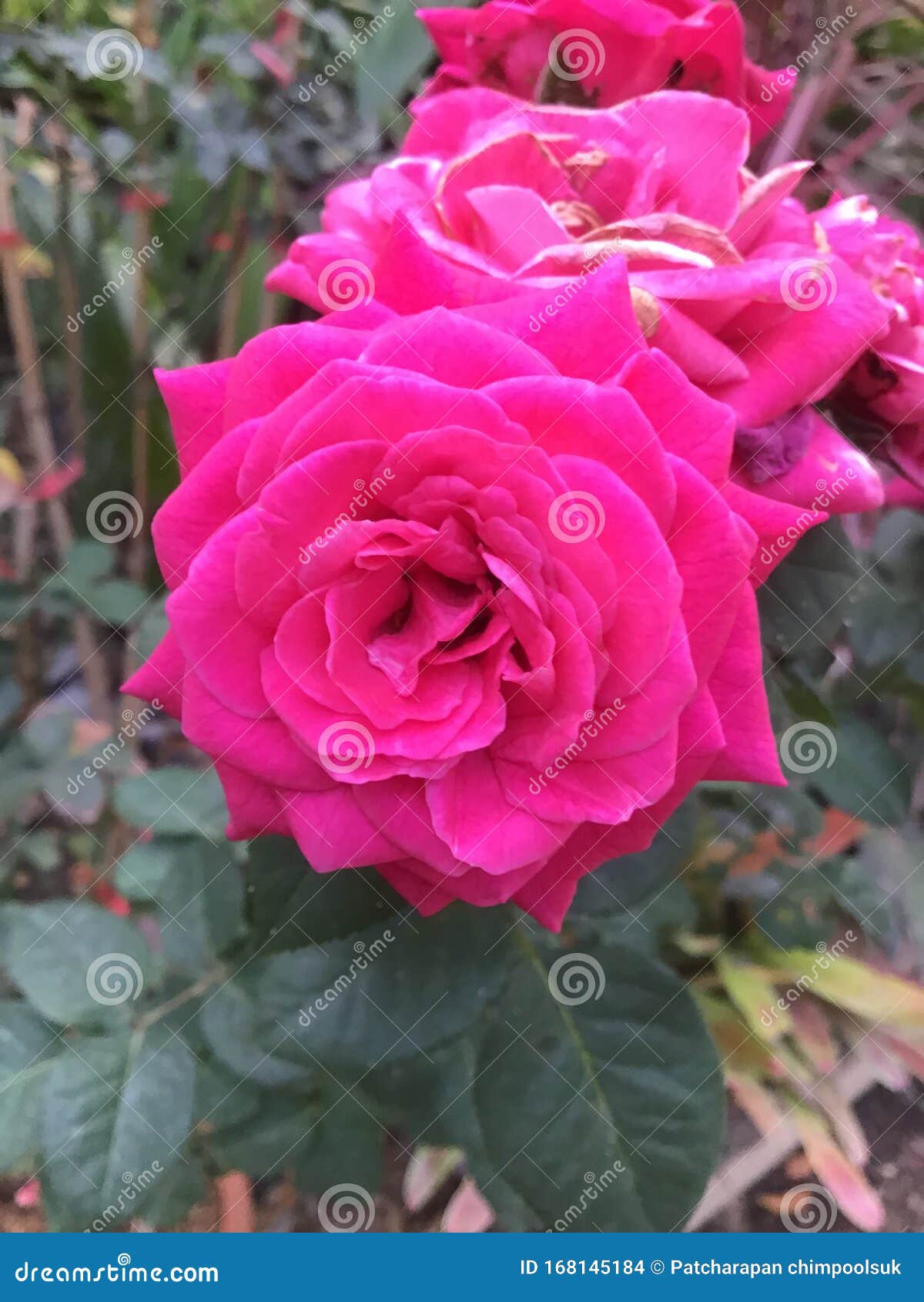 Pink Roses are Beginning To Sprinkle Stock Photo - Image of beginning ...