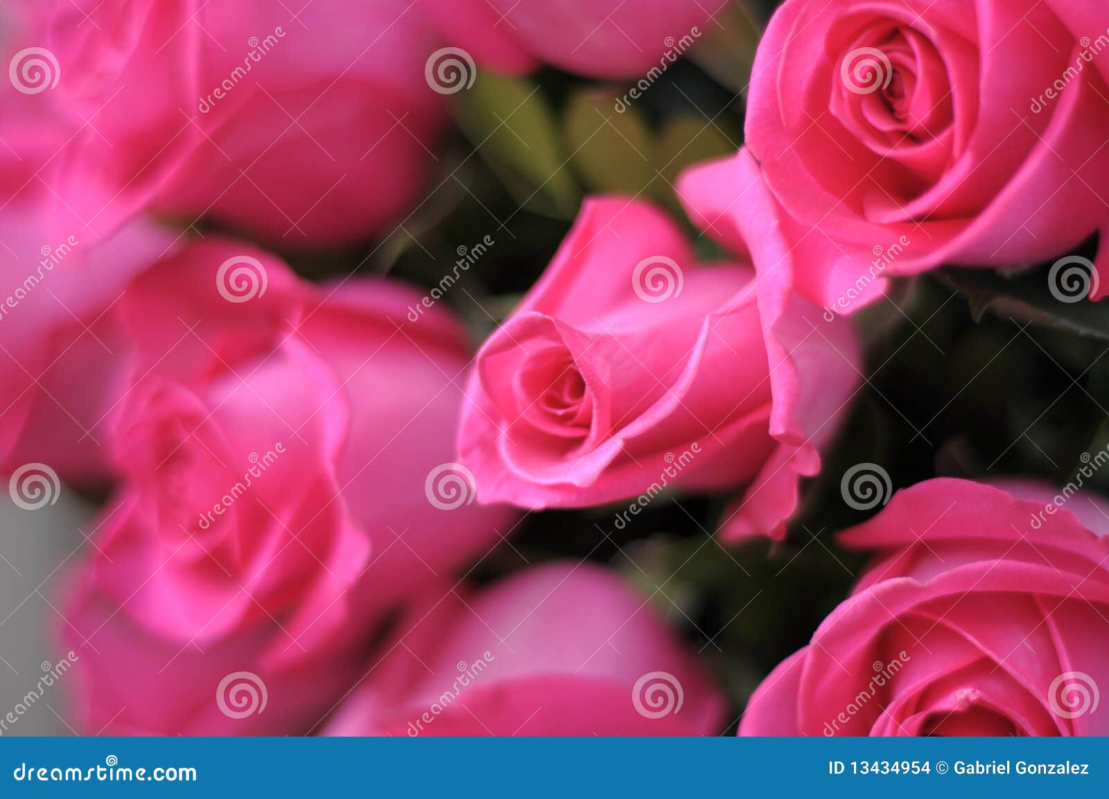 Pink roses in bloom stock photo. Image of flowers, blossom - 13434954