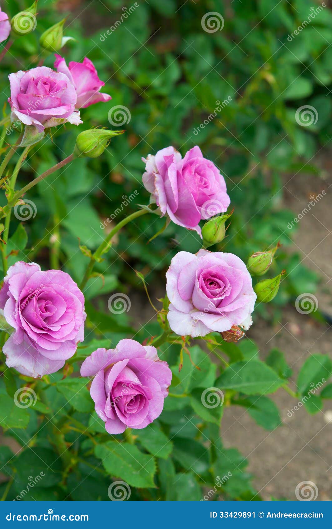 Pink roses in bloom stock image. Image of gardening, daylight - 33429891