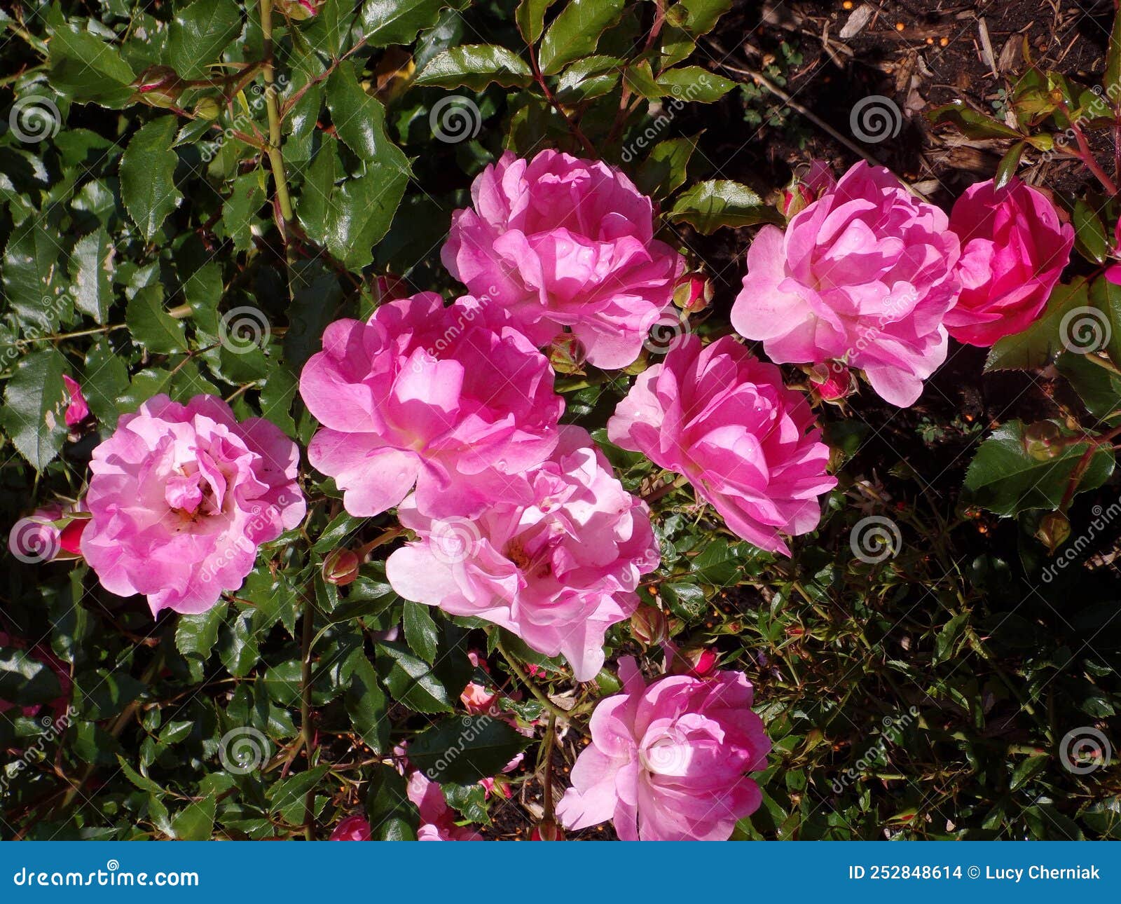 Pink Roses stock photo. Image of leaf, blooming, flower - 252848614