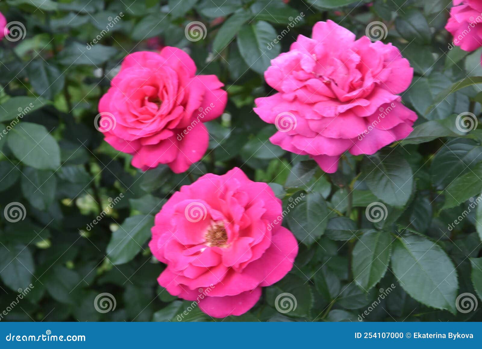 Pink Roses Blooming in the Garden Stock Photo - Image of leaf, blooming ...