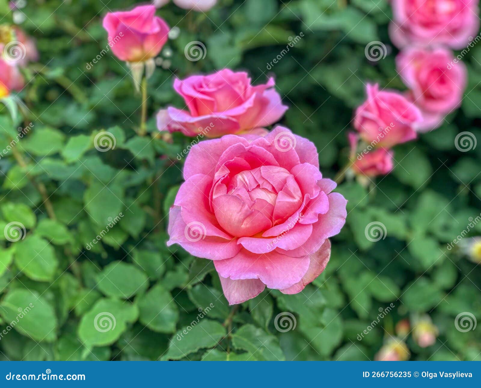 Pink Roses Blossom on Green Background Stock Image - Image of purple ...