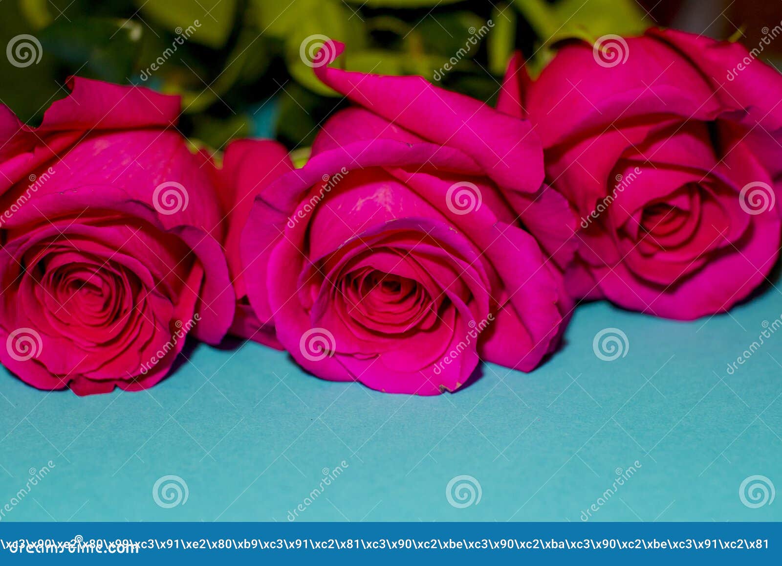 Pink Roses on a Blue Background. Stock Image - Image of girl, decor ...