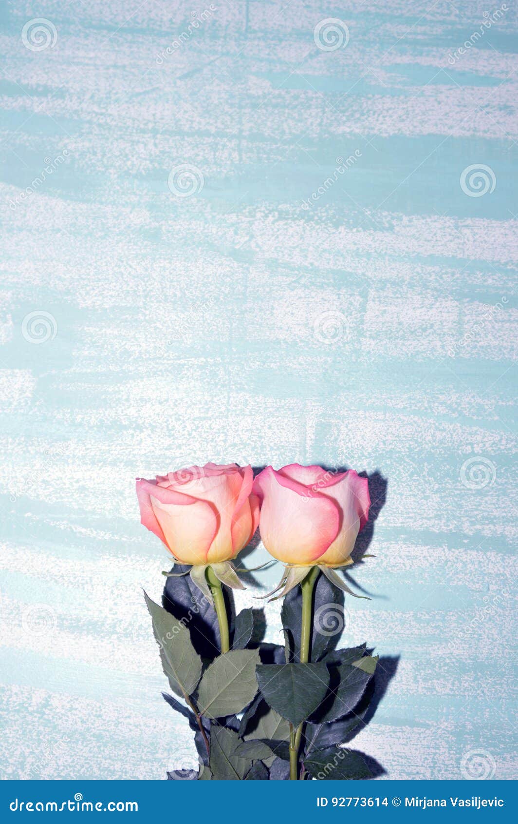 Pink Roses on Blue Background Stock Photo - Image of colorful, leaves ...