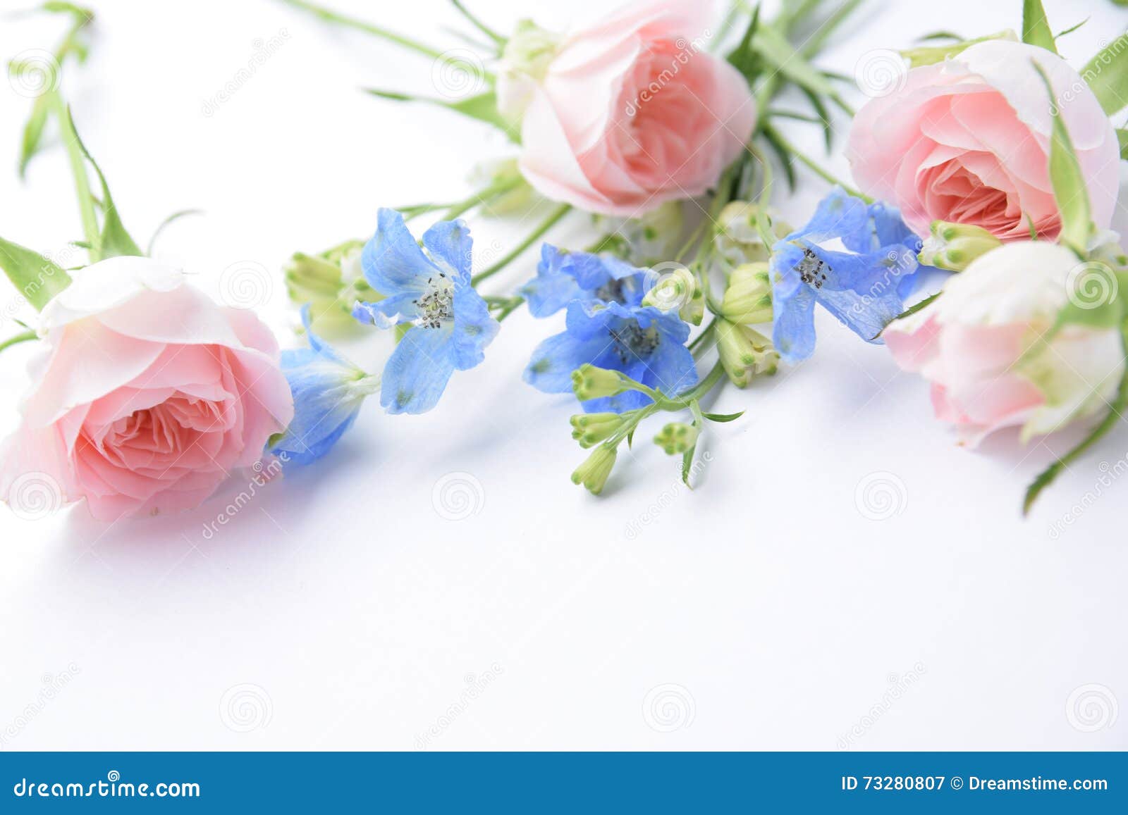 Pink Roses and Blue Flowers Stock Image - Image of flowers, naturally ...