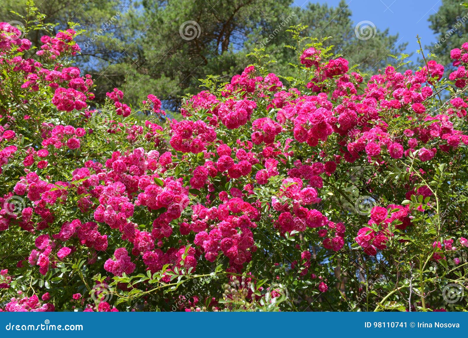 Pink Roses on Blue Sky Background. Stock Image - Image of botany ...
