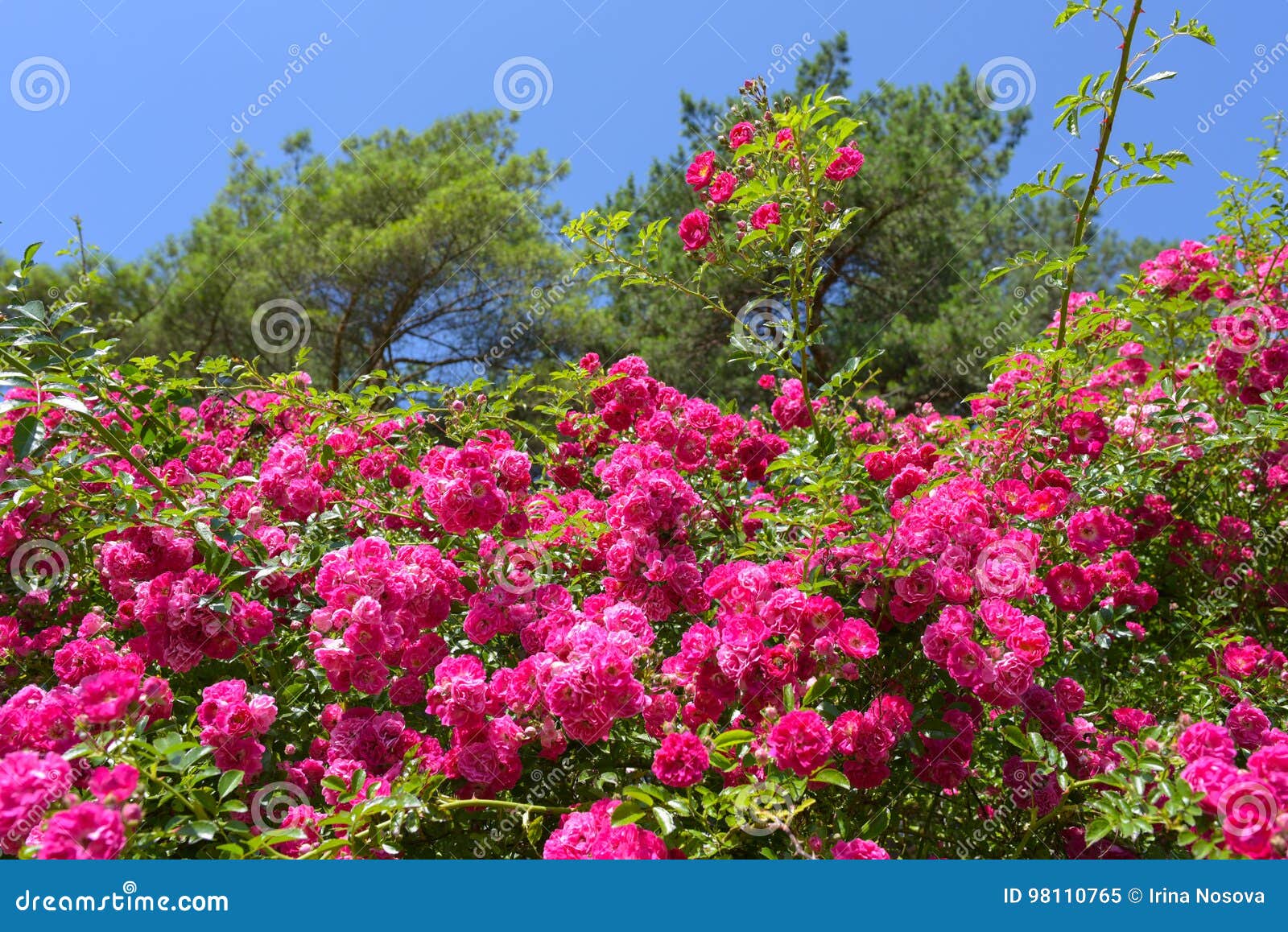 Pink Roses on Blue Sky Background. Stock Image - Image of nature ...