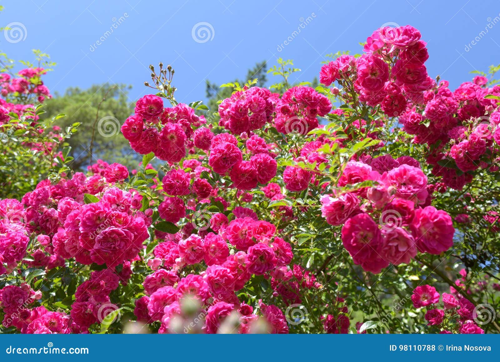 Pink Roses on Blue Sky Background. Stock Photo - Image of decoration ...