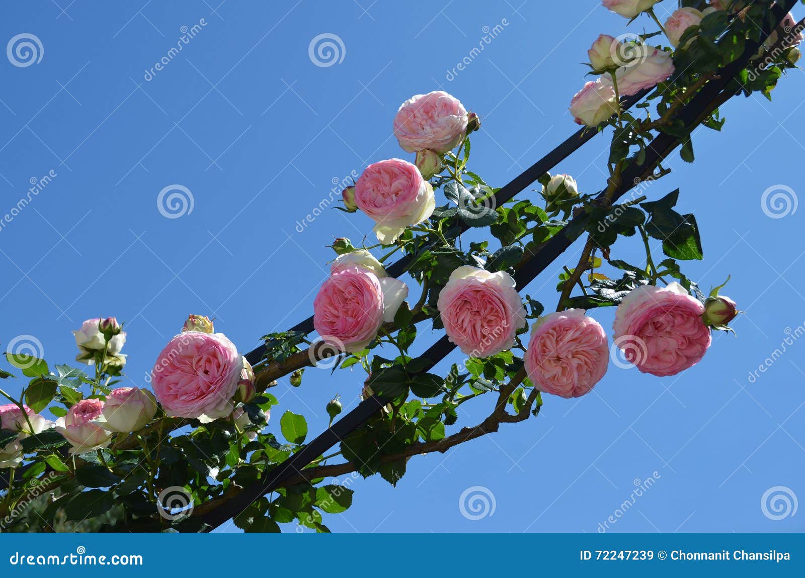 Pink roses and blue sky stock image. Image of clouds - 72247239