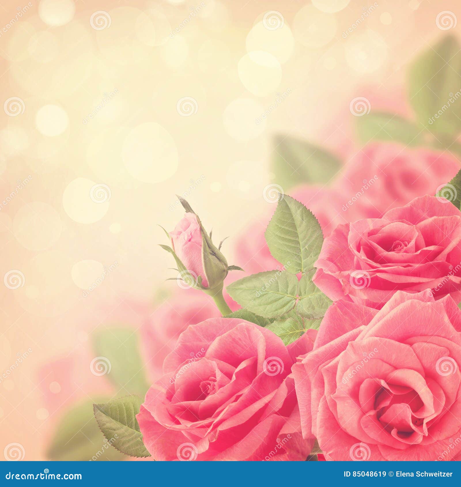 Pink roses bokeh stock image. Image of symbol, love, vintage - 85048619