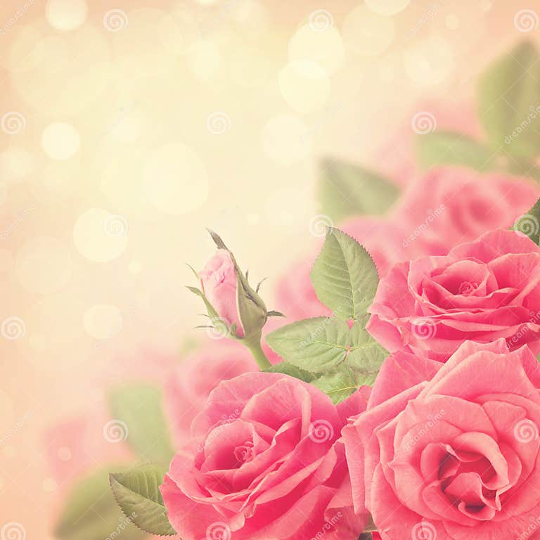 Pink roses bokeh stock image. Image of symbol, love, vintage - 85048619
