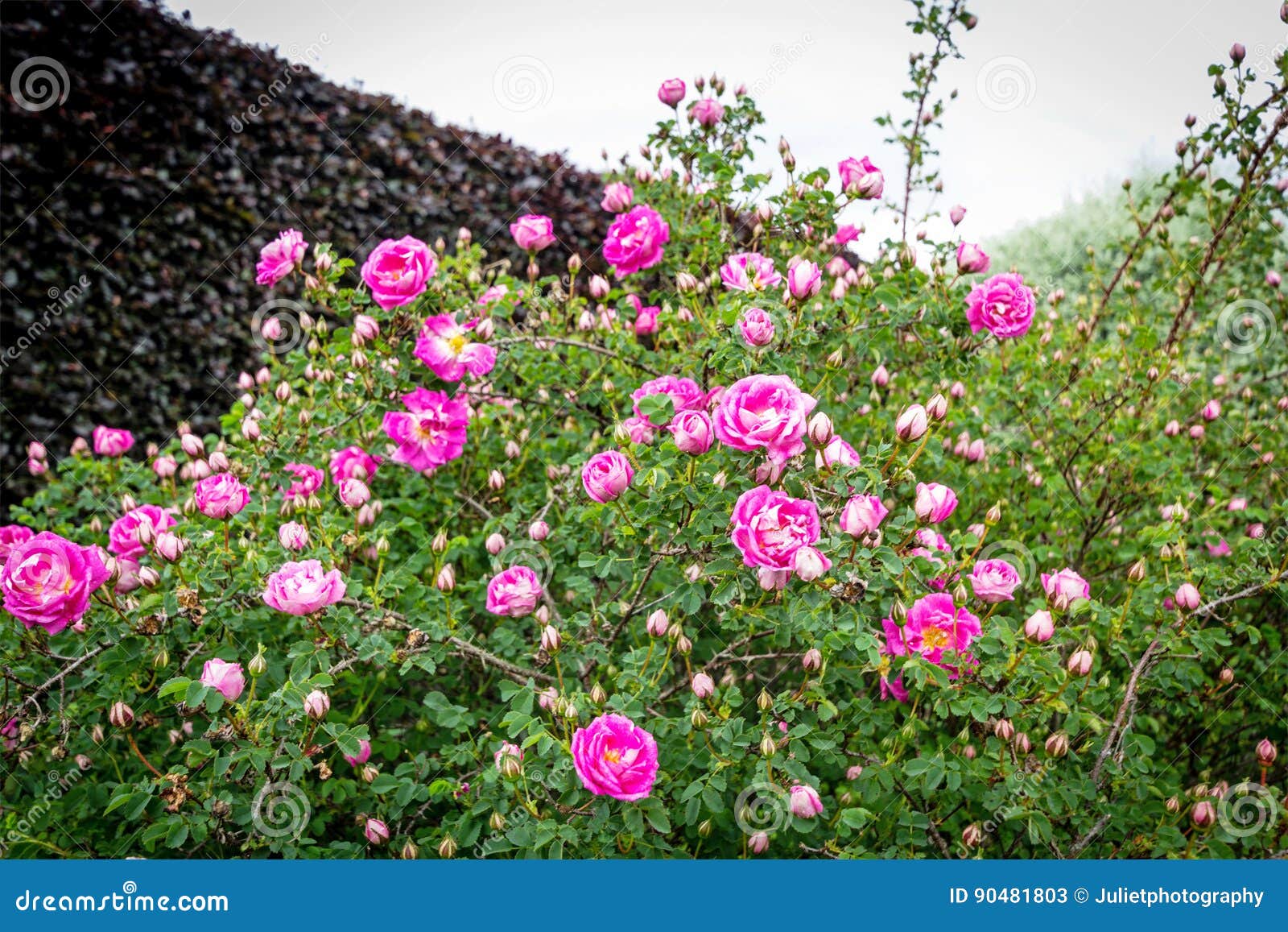 Pink Roses Border in the Garden Stock Image - Image of flowers, border ...