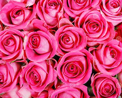 Pink roses stock image. Image of detail, details, beauty - 33288721