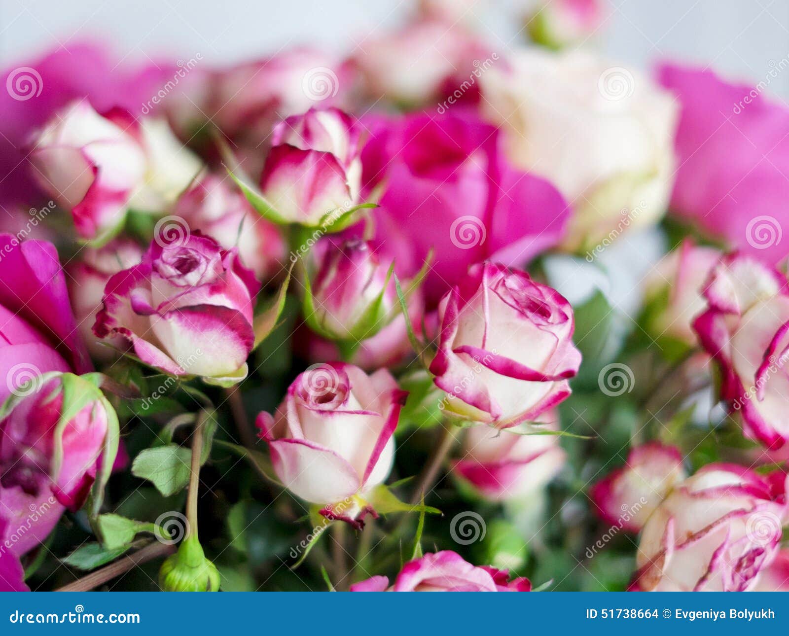 Pink roses bouquet stock photo. Image of flower, petal - 51738664