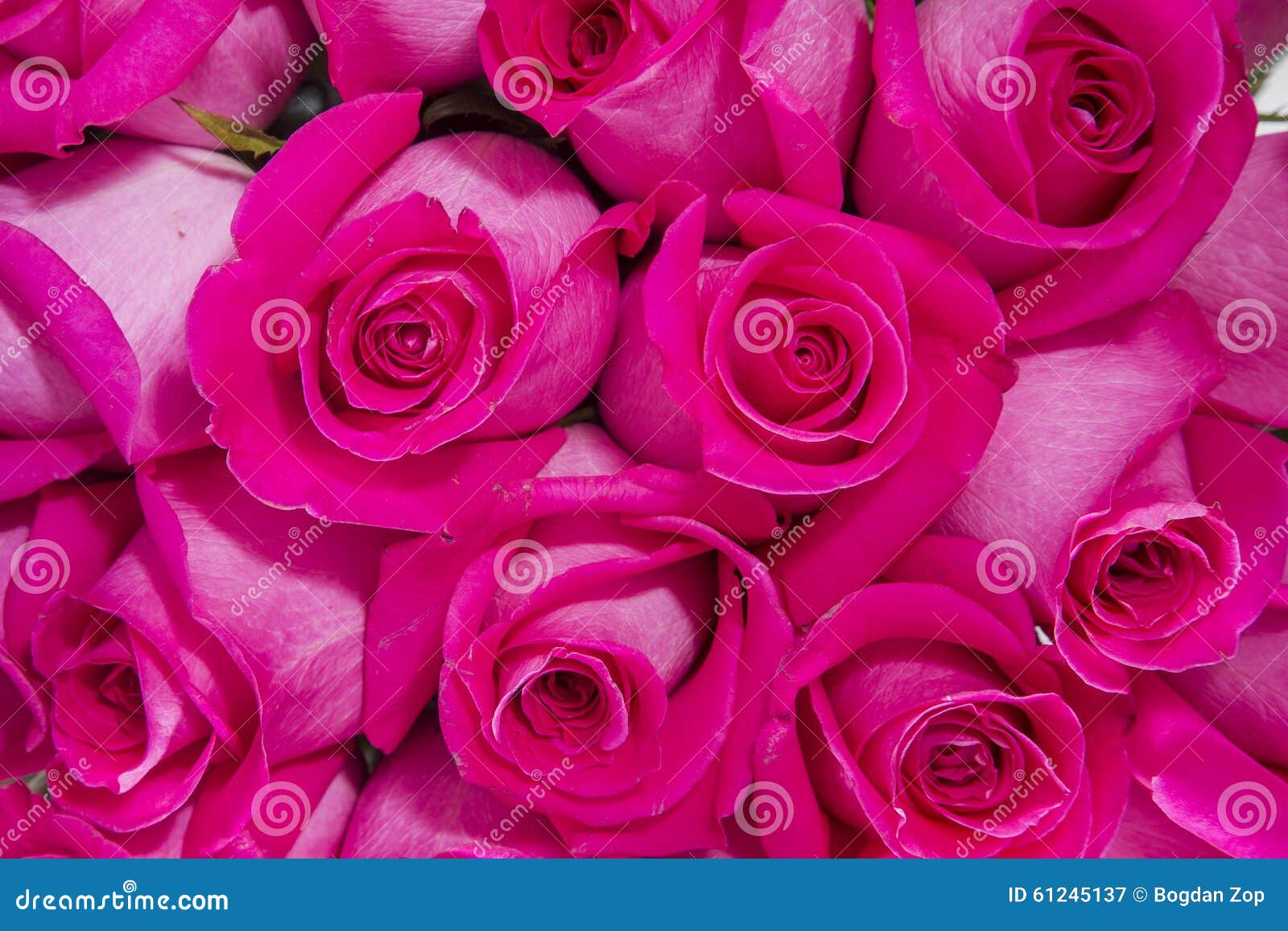 Pink Roses Bouquet Close Up from Above Stock Image - Image of flower ...